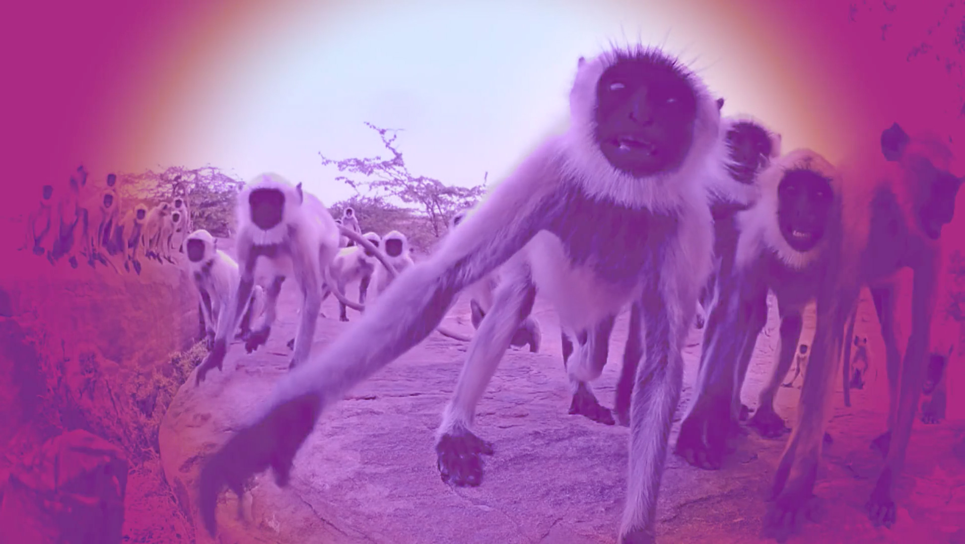 Polycephaly in D - Media City Film FestivalMedia City Film Festival